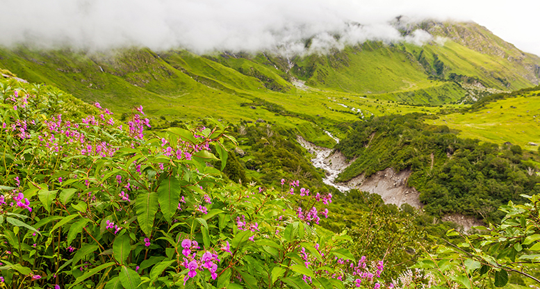 Visit heaven of Uttrakhand-The Valley of Flowers.