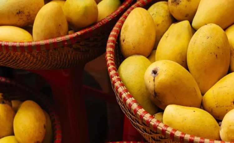 Mango Food Festival: Chaos Strikes as Crowd Loots the Stalls